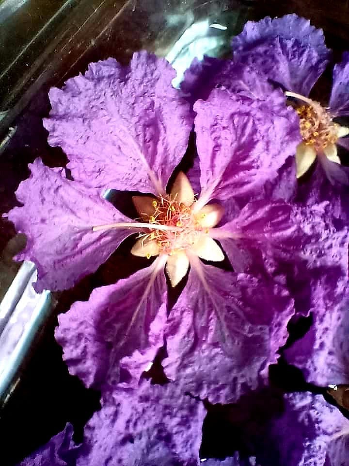 State flower graces Mumbai as over 6,000 trees blossom