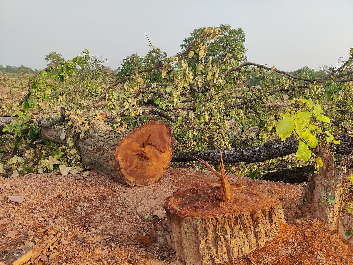 Chattisgarh: More than 300 trees uprooted in police presence in Hasdeo ...