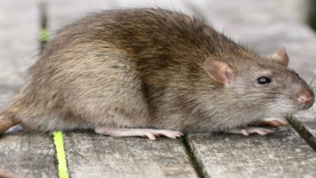 Jharkhand: Rats nibble new born's knee, limbs in Giridih hospital