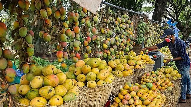 Navi Mumbai: Mango supply reaches 1.20 lakh boxes a day in APMC Vashi
