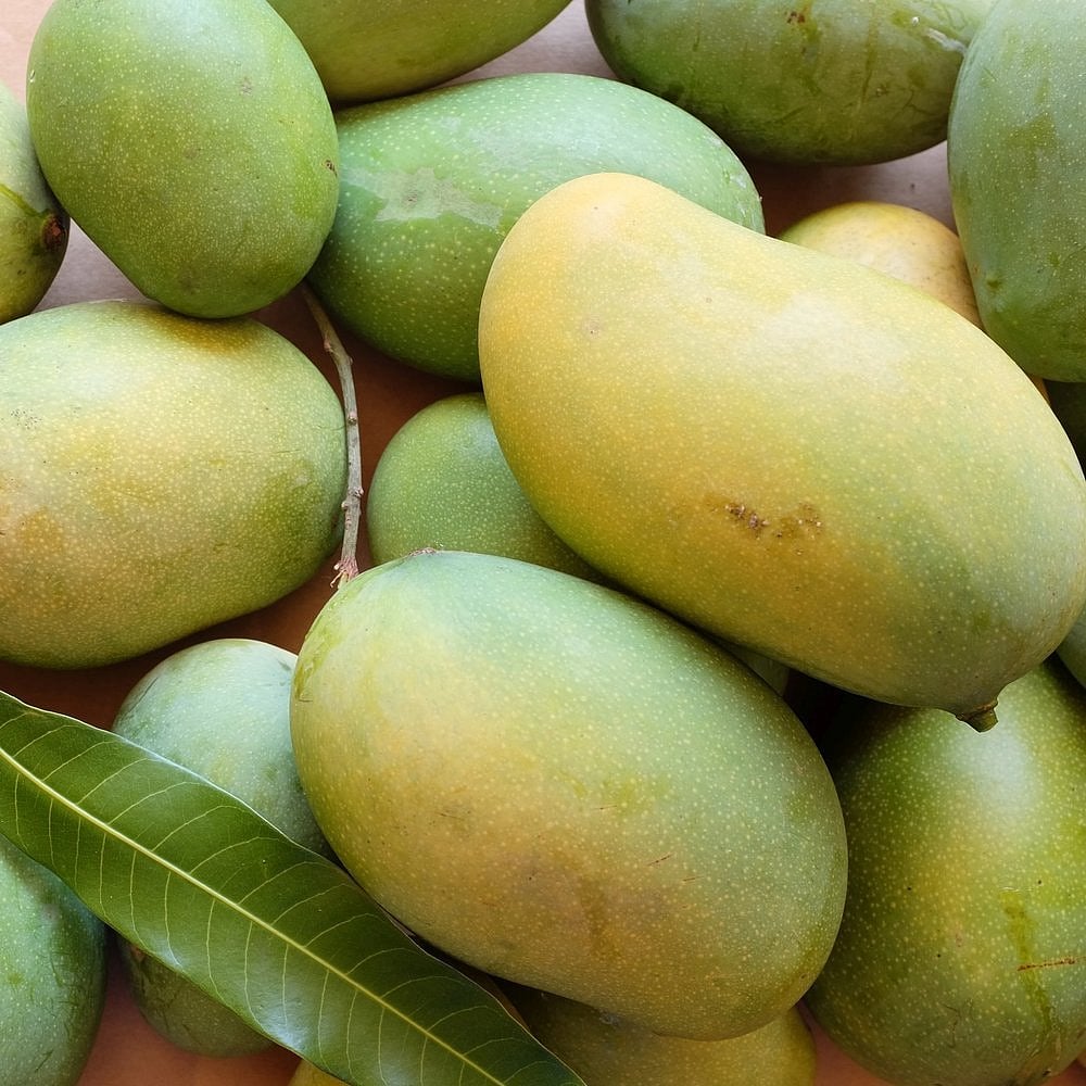 Dussehri mango season kicks off with new brand name 'Kakori', rates ...