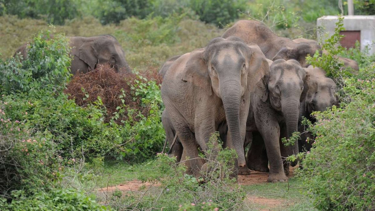 Bhopal: Drones to be deployed to check Chhattisgarh wild elephant ...