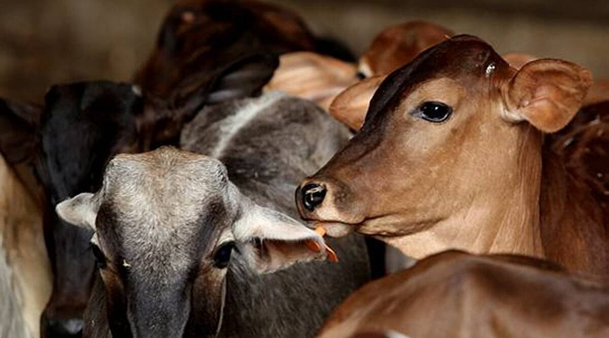 Viral skin disease Lumpy infects thousands of cows in Rajasthan