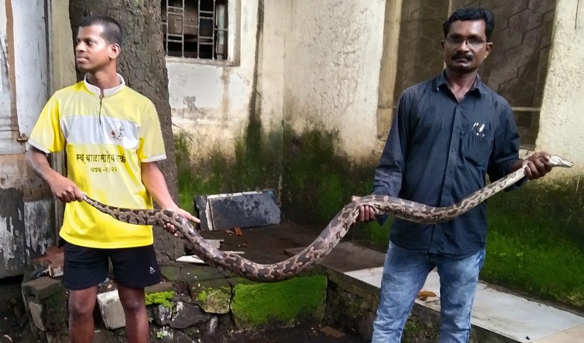 Navi Mumbai: WWA rescues 10-feet-long python from home in Turbhe MIDC
