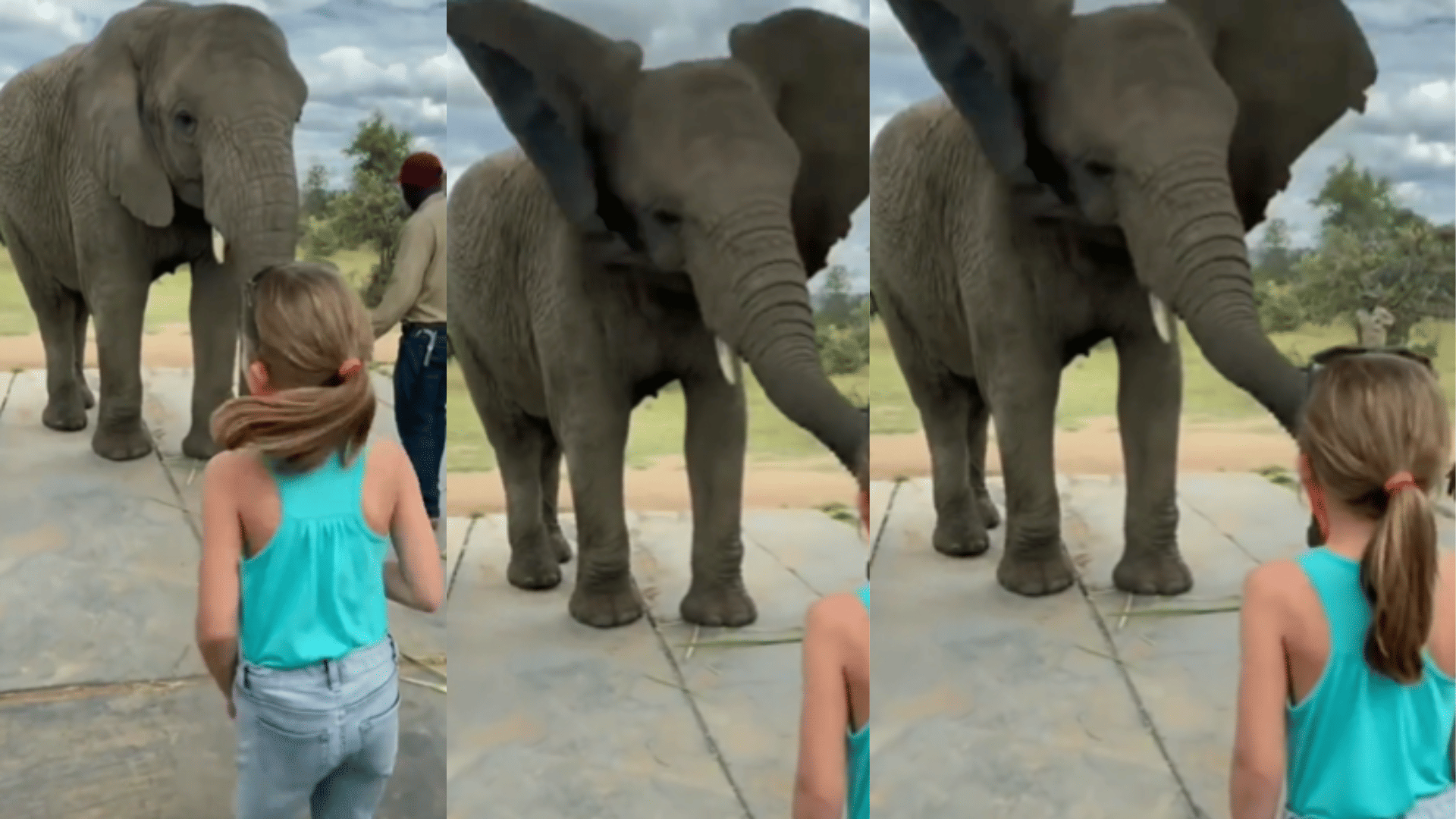 Watch Video: Elephant imitates little girl's dance steps, netizens adore it