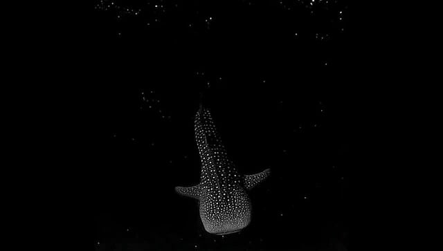 Whale shark swimming in space? Here's the truth behind viral video