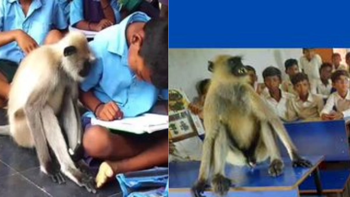 Monkey attends government school regularly since a week in Jharkhand; video goes viral