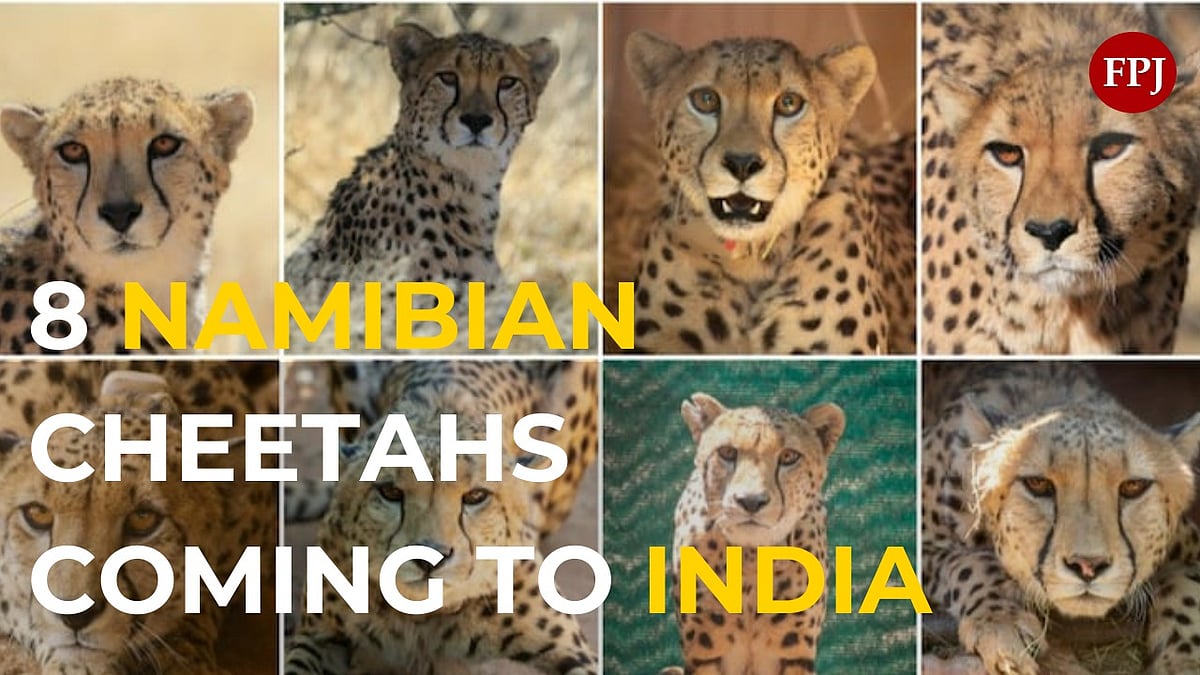 Watch Video: First look of Cheetahs to be brought from Namibia to India ...
