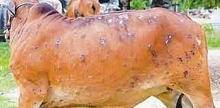 Indore: 2 more suspected lumpy disease deaths of cattle