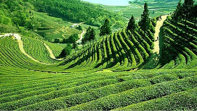 Darjeeling tea estates up for sale due to global recession, may be ...