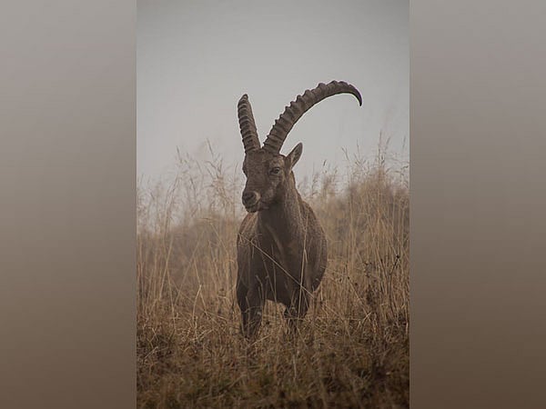 Geneticists discover a new wild goat subspecies via ancient DNA: Study