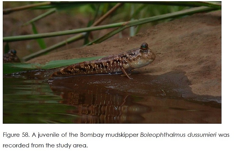 Study finds 21 species of Gobiid fishes in mangrove and estuarine ...