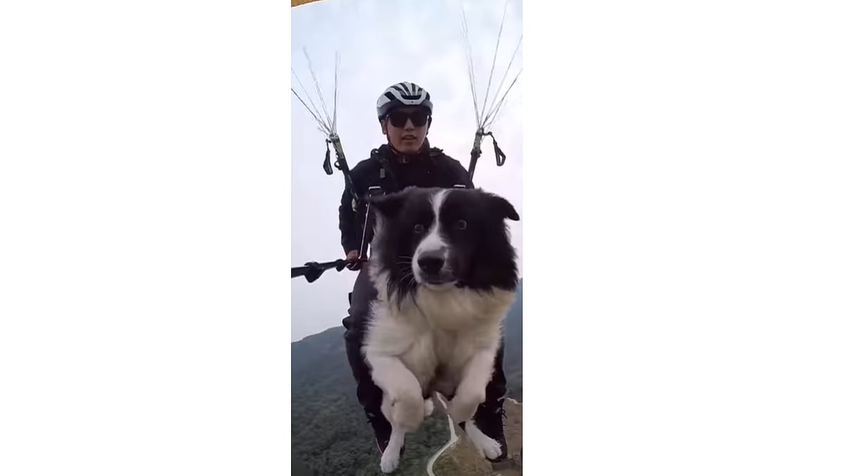 Watch video: Owner enjoys paragliding with pet dog; 'outrages' netizens