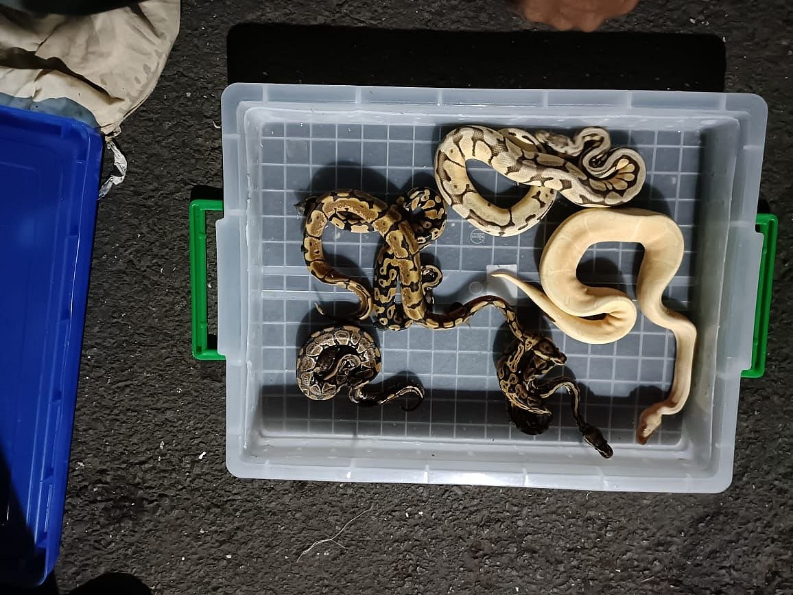 Mumbai: Exotic animal smuggling racket busted; DRI seizes hundreds of ...