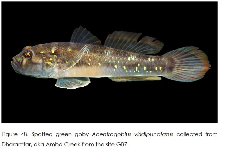 Study finds 21 species of Gobiid fishes in mangrove and estuarine ...