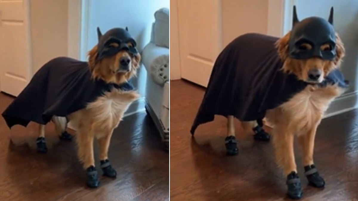 Watch: 'Batdog'? Pet dog gets ready for Halloween, wears Batman mask in ...
