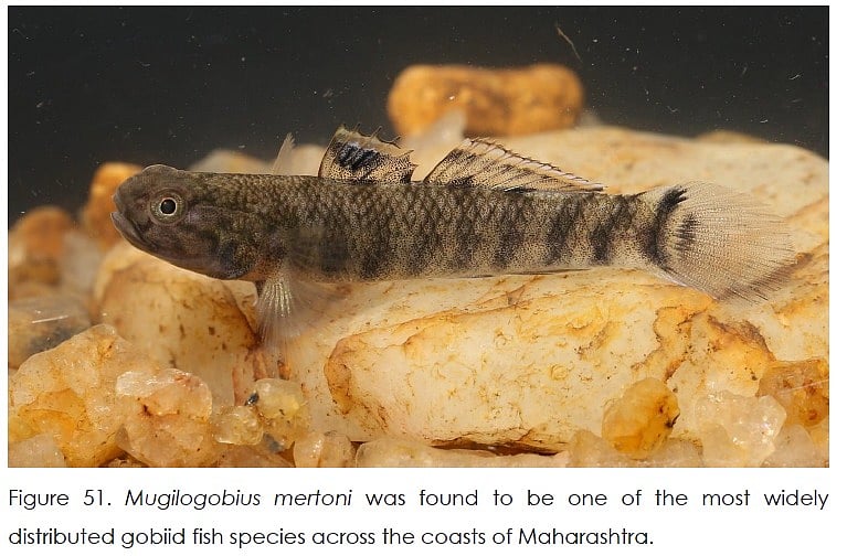 Study finds 21 species of Gobiid fishes in mangrove and estuarine ...