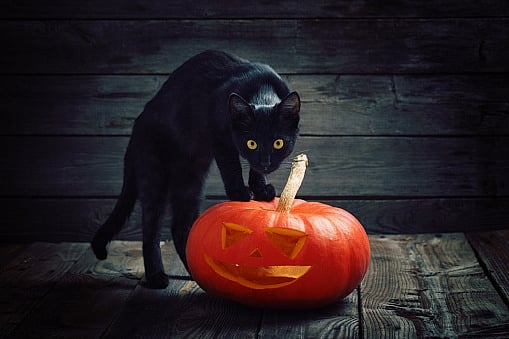 Black Cat Day: Superstition, Halloween connection and all you need to know