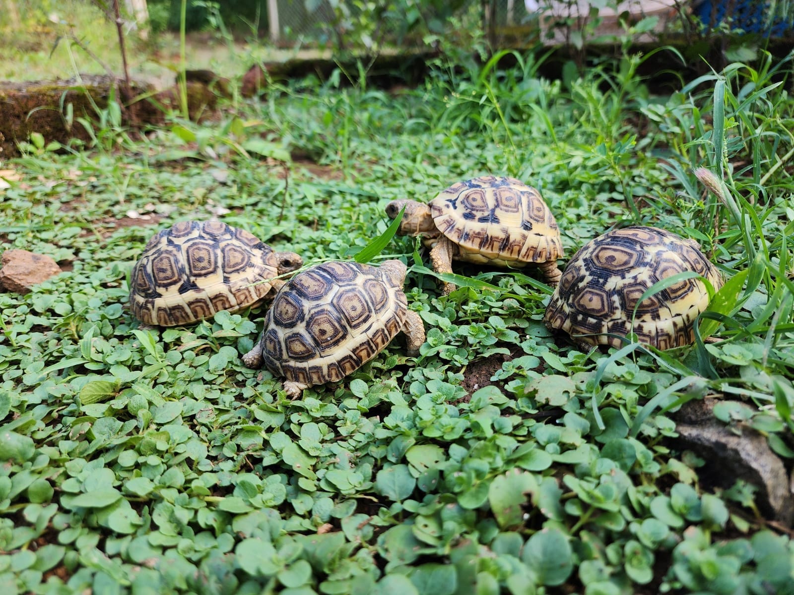 Mumbai: Rescued exotic animals find new home in India