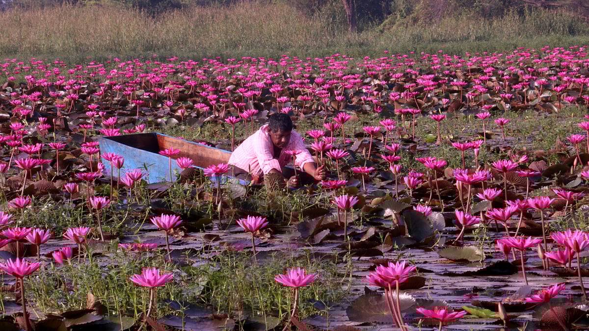 Gulawat: Harvesting on war-footing as lotus prices shoot up ahead of Diwali