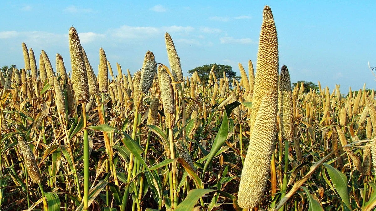 Indian government lays out action plan to promote millet export
