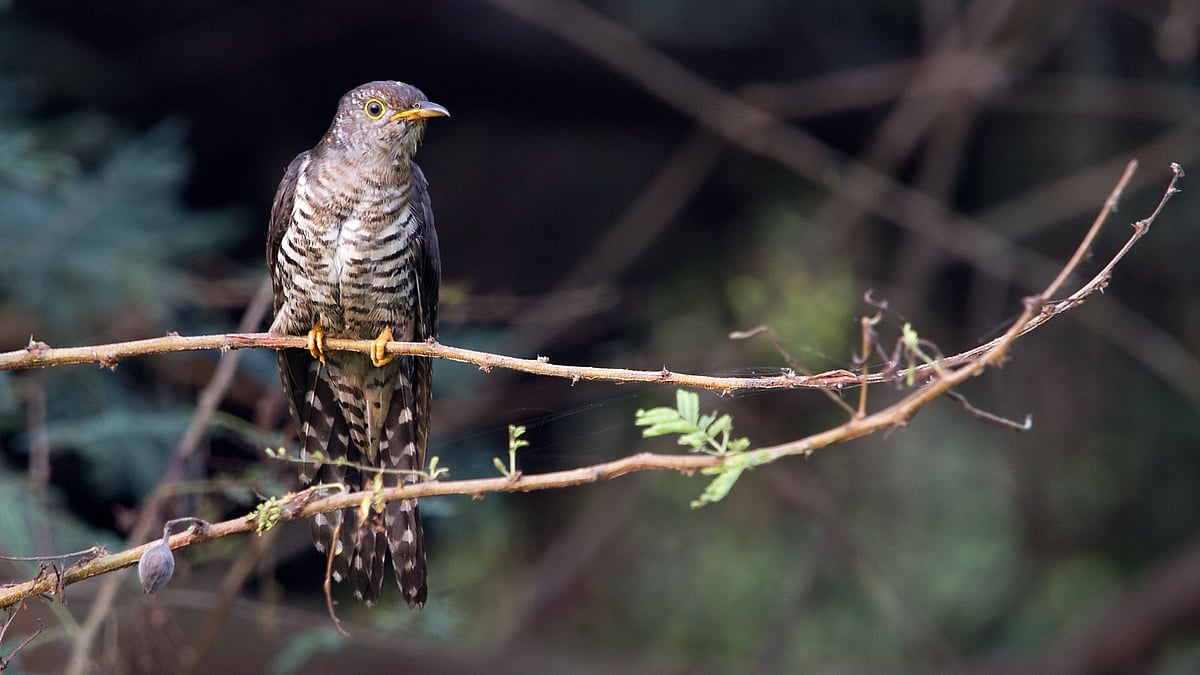 With rare avifauna like Lesser Cuckoo and Brown Wood Owl, the fifth Karnala Bird Count sees 109 ...