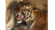Maharashtra 55 year old Woman Killed By Tiger In Chandrapur Similar
