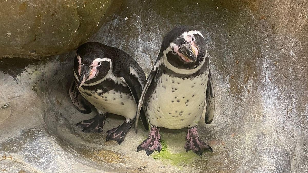Mumbai: Humboldt penguin Oreo at Byculla Zoo gets a date, mating calendar