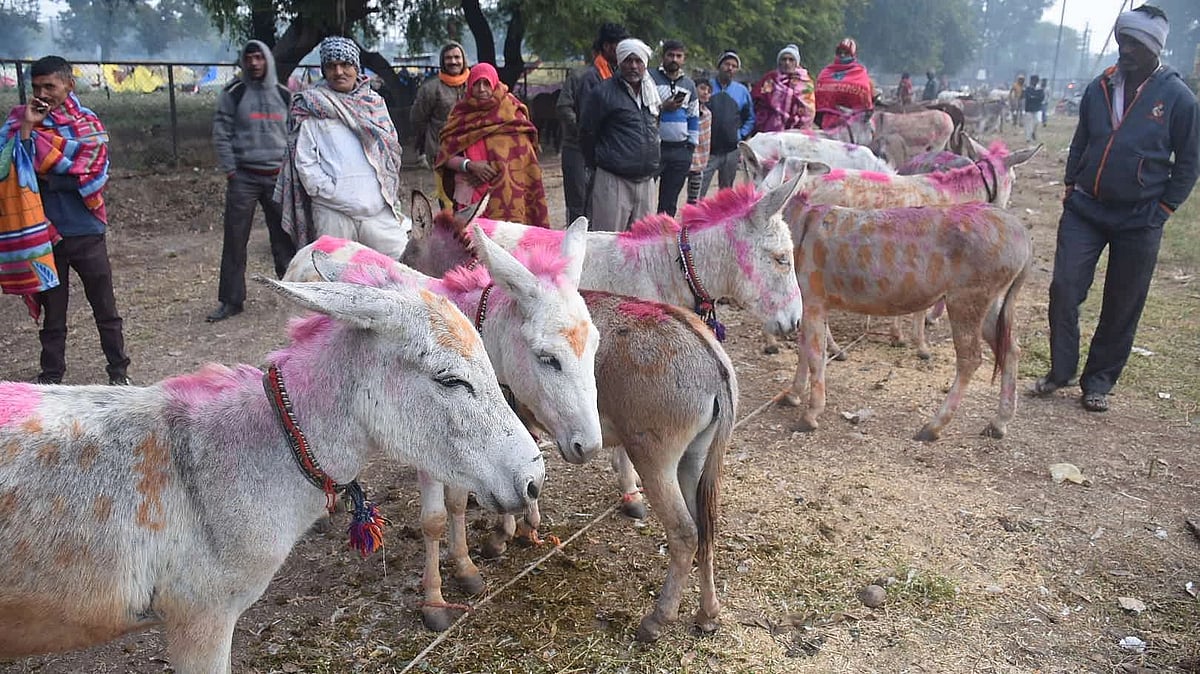 MP: Traditional 'Donkey Fair' organised in Madhya Pradesh's Ujjain