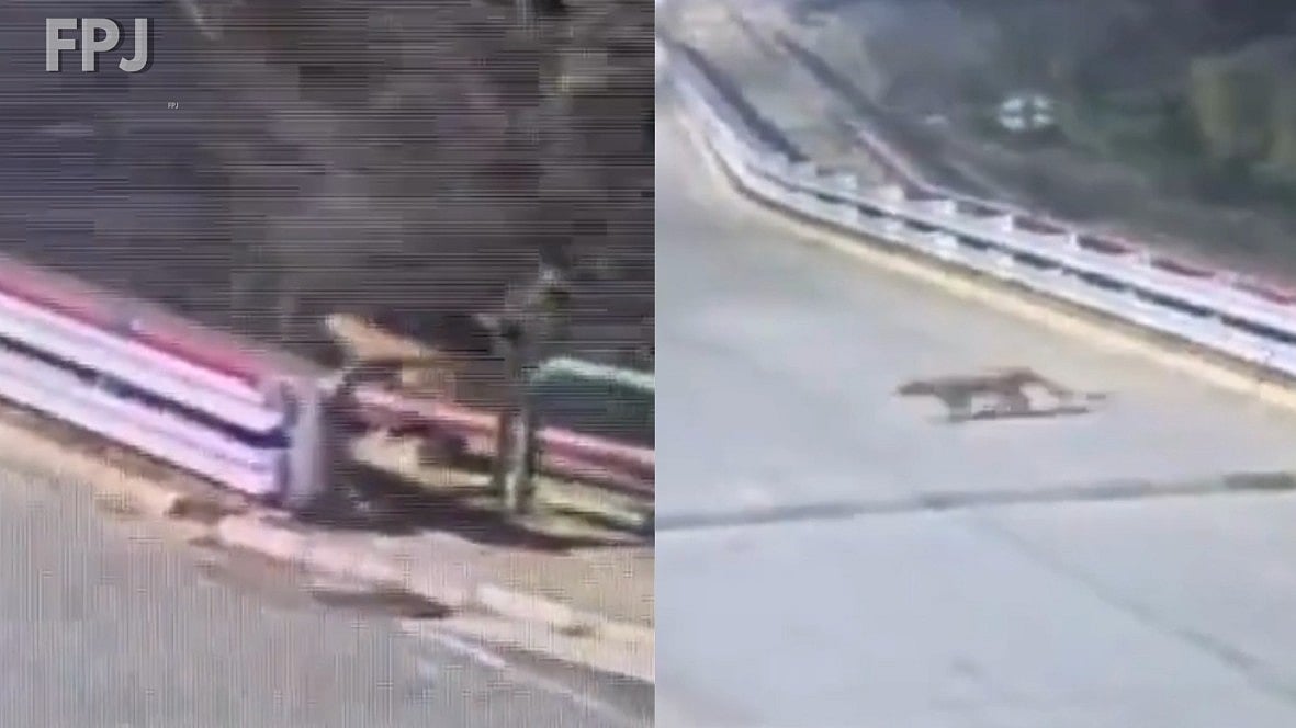 WATCH: Leopards spotted at four places, Bengaluru on high alert