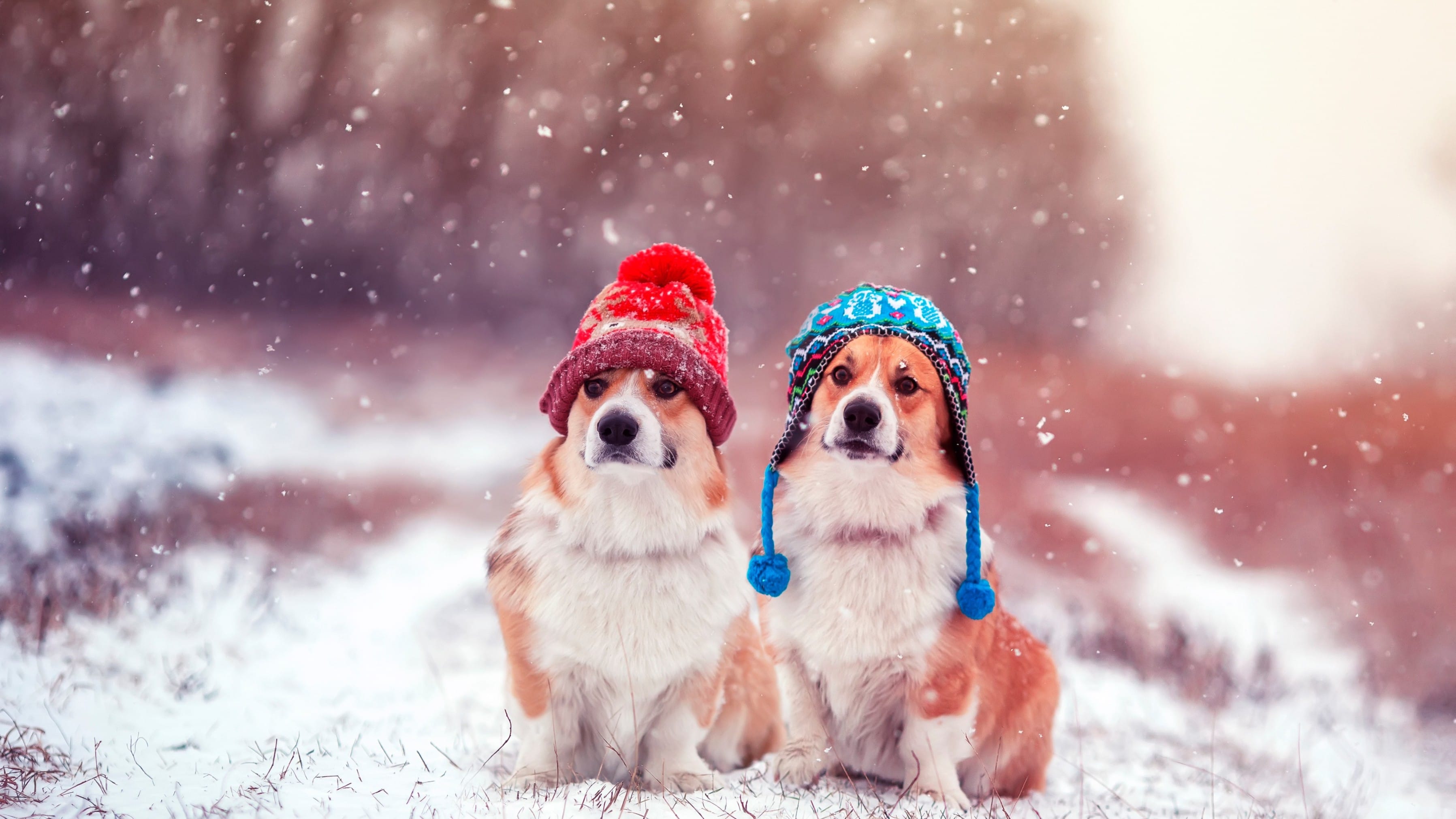 4 pet-friendly winter vacation destinations