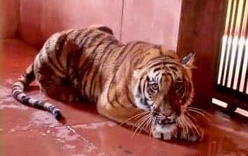 Mumbai: New pair of tigers arrive at Sanjay Gandhi National Park from ...