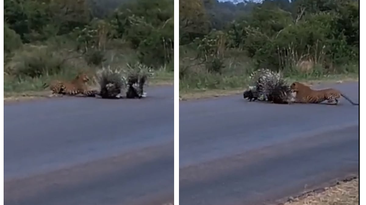 WATCH: Porcupines save baby from Leopard attack with 'Z-class' security ...