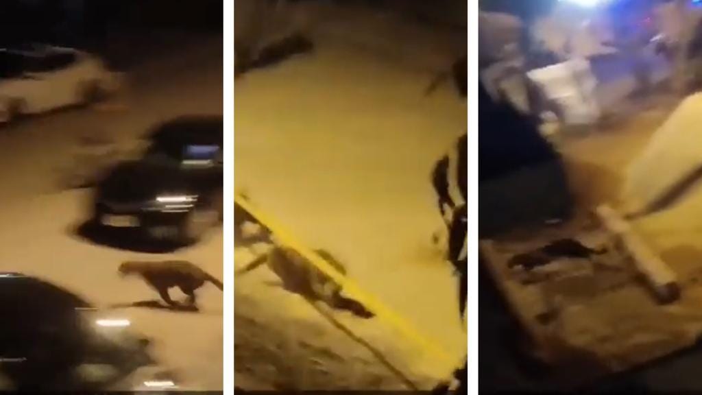WATCH: Pet leopard breaks free in Islamabad's residential area, injures ...