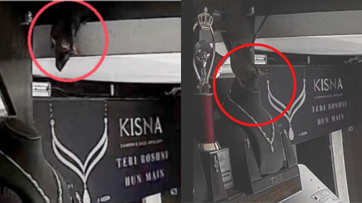 WATCH: Rat steals a diamond necklace from a jewellery shop, CCTV ...