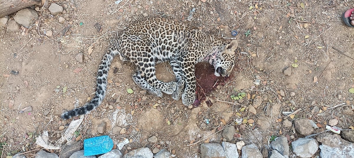 Mumbai: Leopard cub with broken neck found dead near Aarey forest