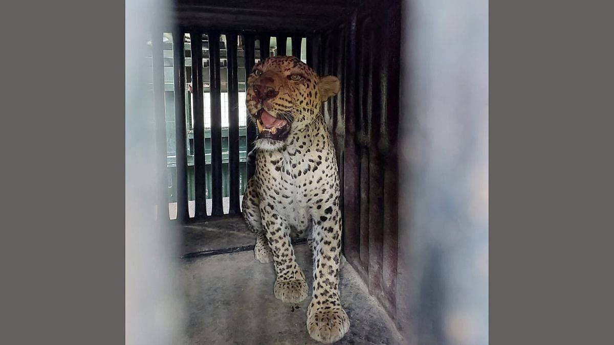 Mumbai: Days after sighting, leopard from Dindoshi captured