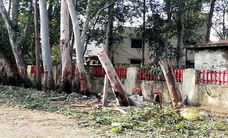 Madhya Pradesh: 8,754 trees felled in 3 years in Bhopal, 92 in Indore