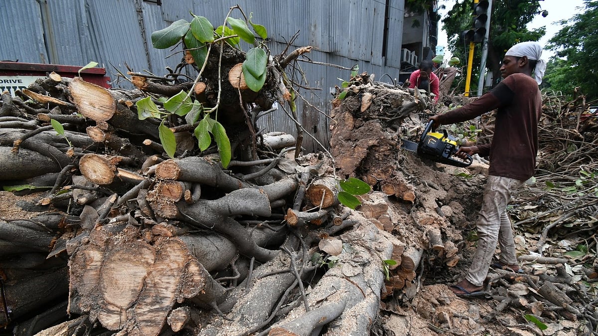 Indore: IDA pulls up private firm for cutting 257 more trees than ...