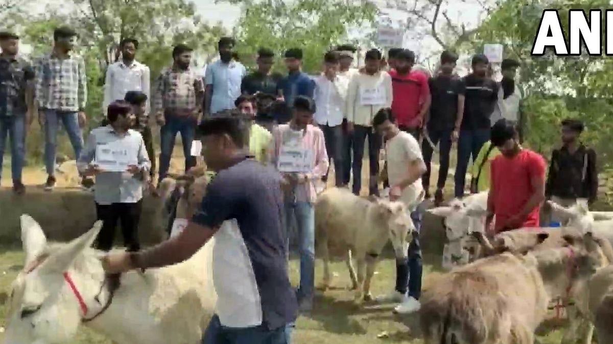Protest with donkeys at Matsya University in Alwar goes viral; Read here