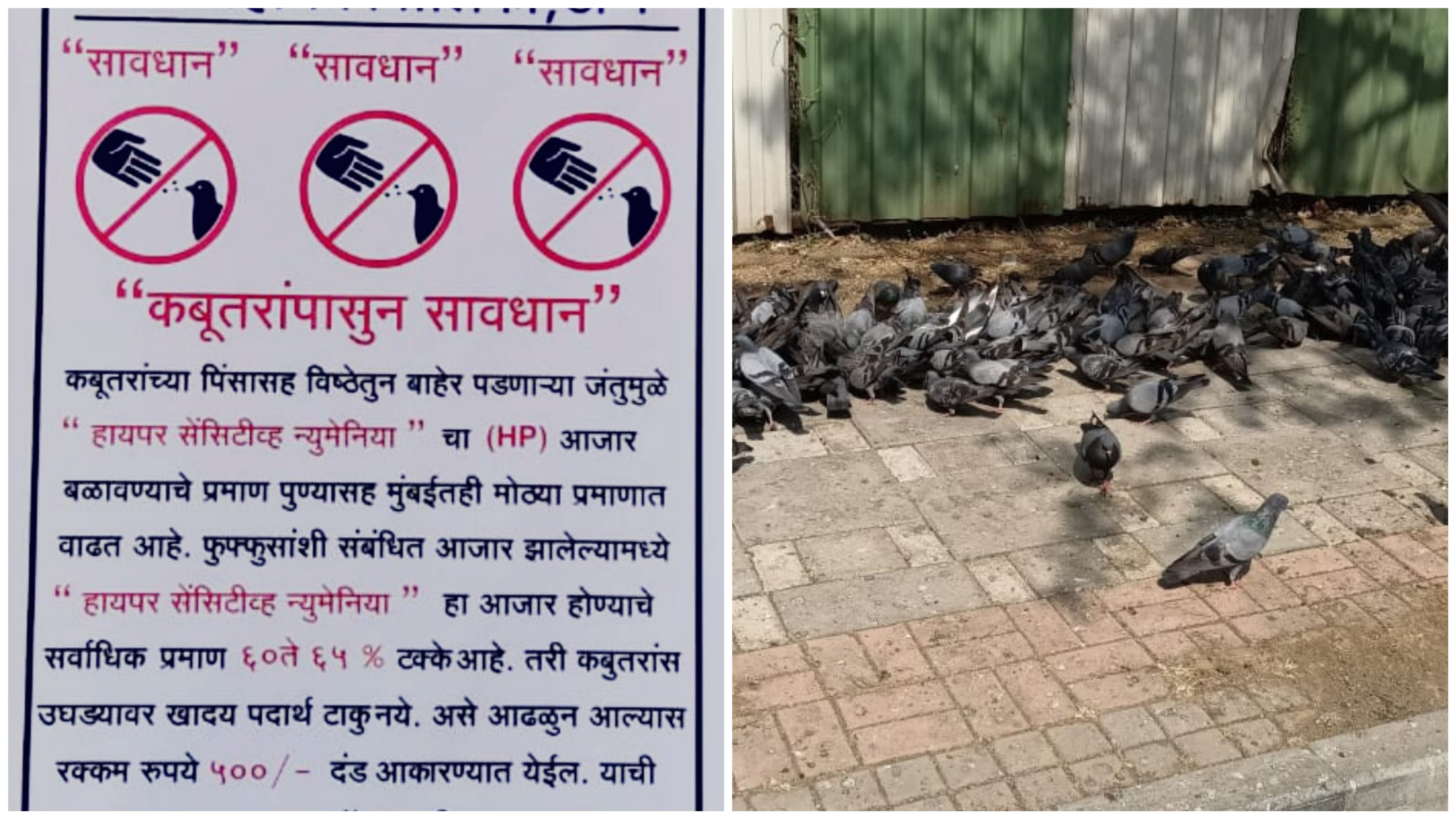 Thane: TMC says hoardings warning people against feeding pigeons are ...
