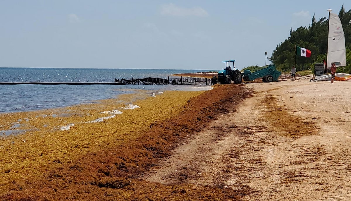 5,000 miles seaweed seen from space threatens the beaches of Florida ...