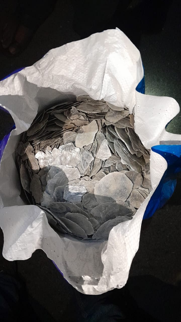 Navi Mumbai: Scores of Capiz shells seized at Panvel after dramatic chase