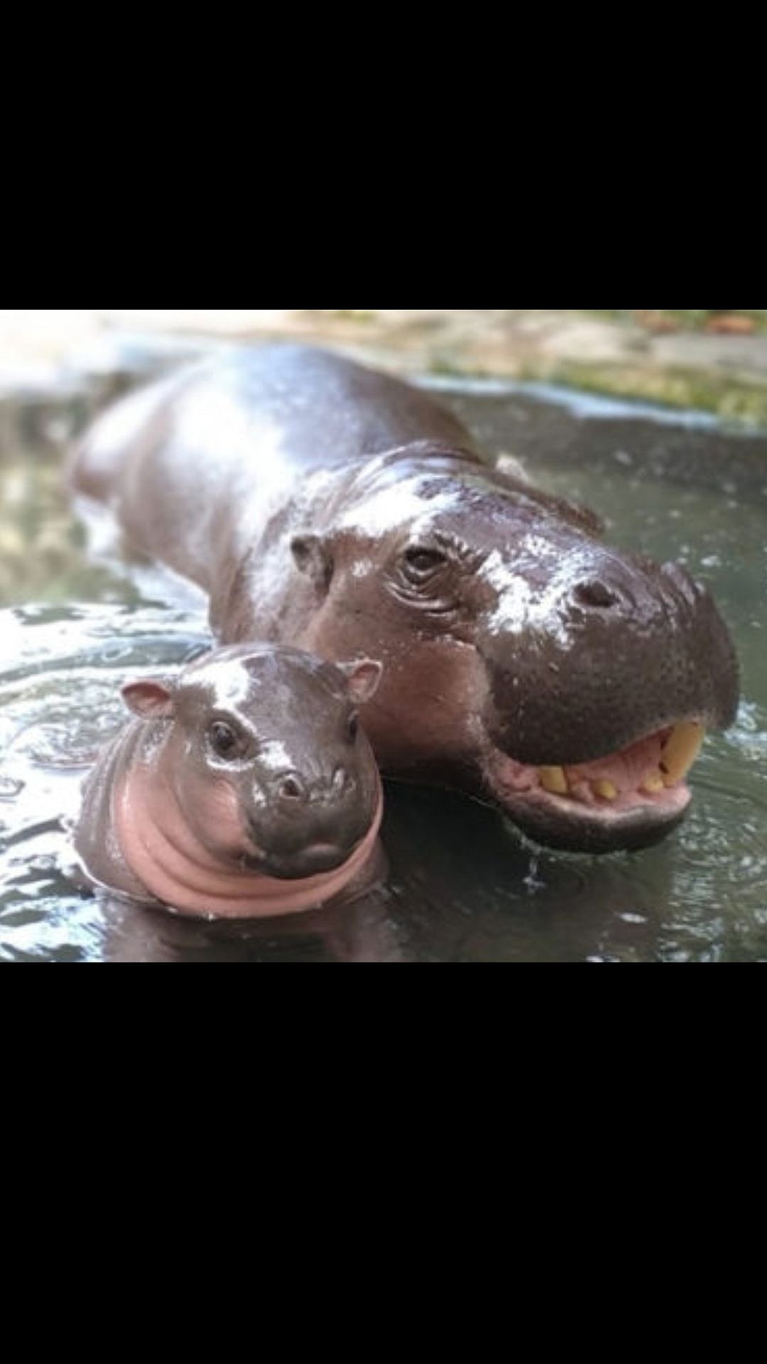 Pygmy Hippo Day: Remember the endangered species with these 5 amazing ...