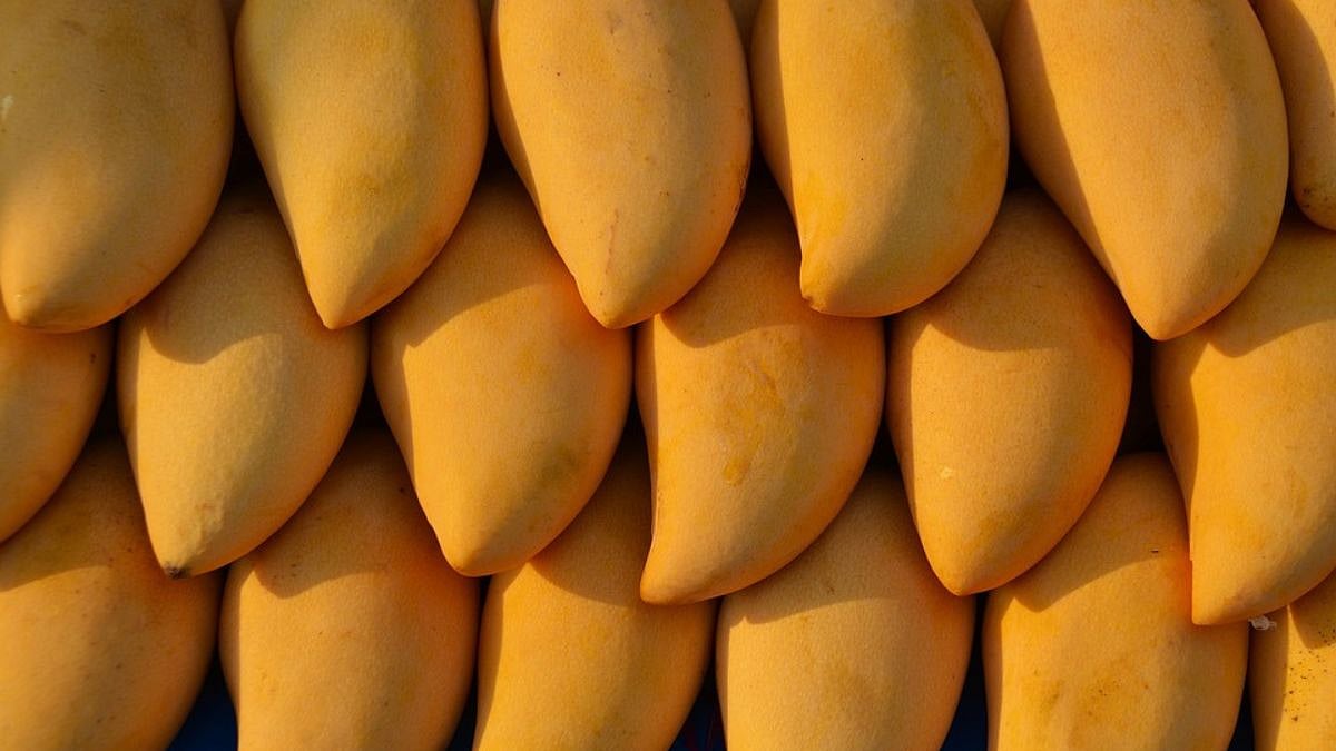 Navi Mumbai's biggest mango festival, 'Jo Chaahe Mango' at Seawoods ...