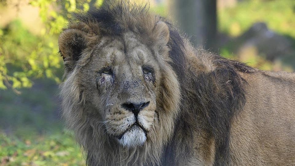 Madhya Pradesh: Gwalior zoo's 'babbar sher' Jai breathes its last ...