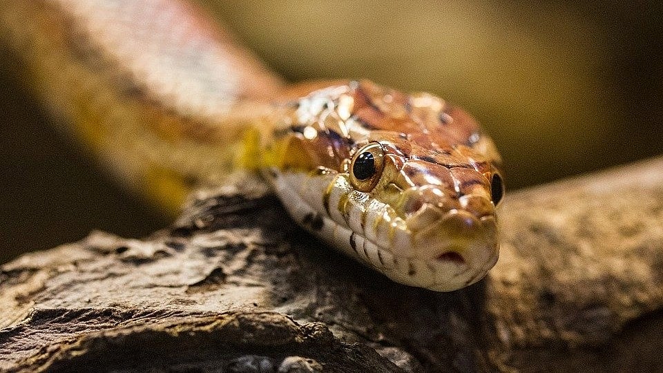Bizarre! Python bites wife, husband brings snake to the hospital in UP ...