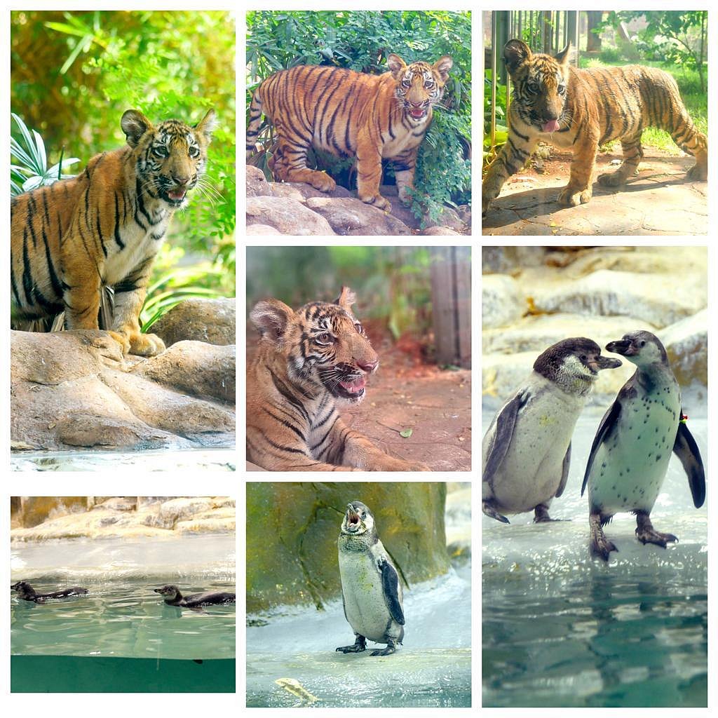 Adorable Penguin chicks & Tiger cubs steal the spotlight at Mumbai's ...