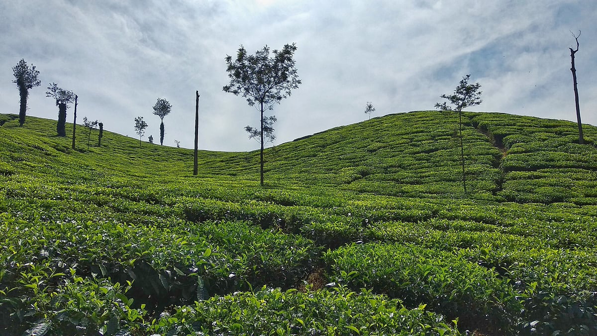 From Darjeeling to Wayanad; 7 Tea Estates in India perfect for your ...