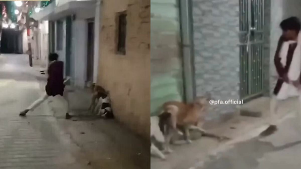 On Camera: Man brutally attacks 2 stray dogs mating in UP’s ...